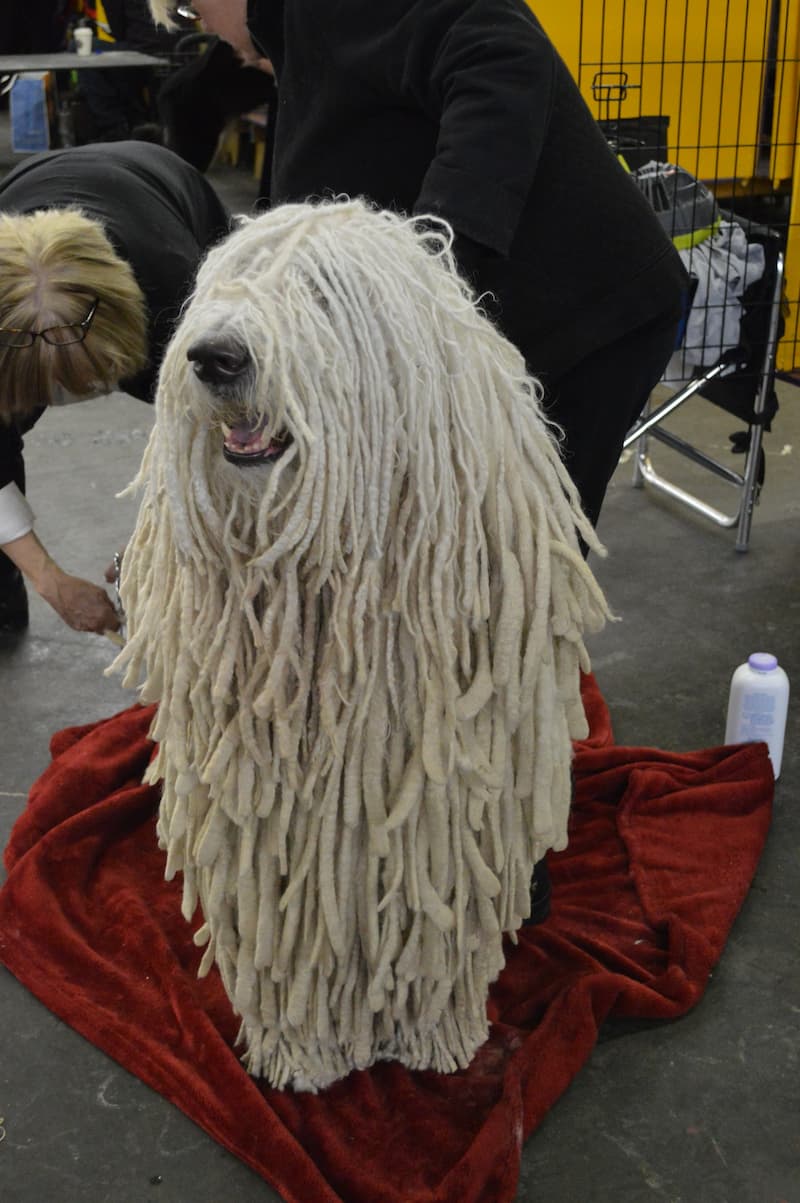 How to Groom A Komondor: Grooming Tips for Their Corded Coat